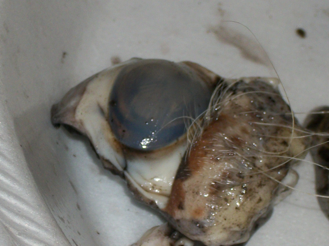Cow Eye Dissection Lab – Smart Chick Teacher's Blog